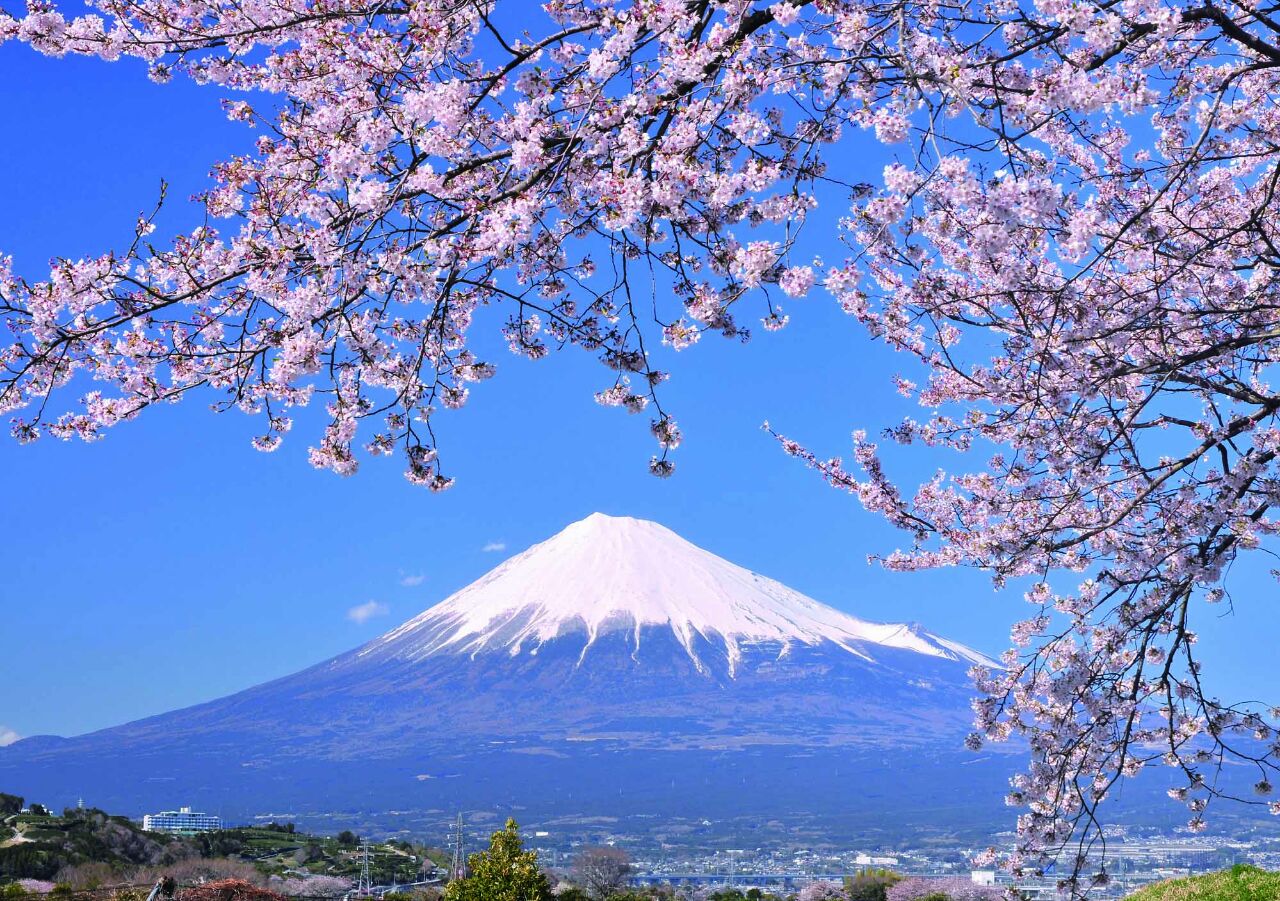 Japan Sakura Theme Park | AVIATOUR - Your Travel Solution