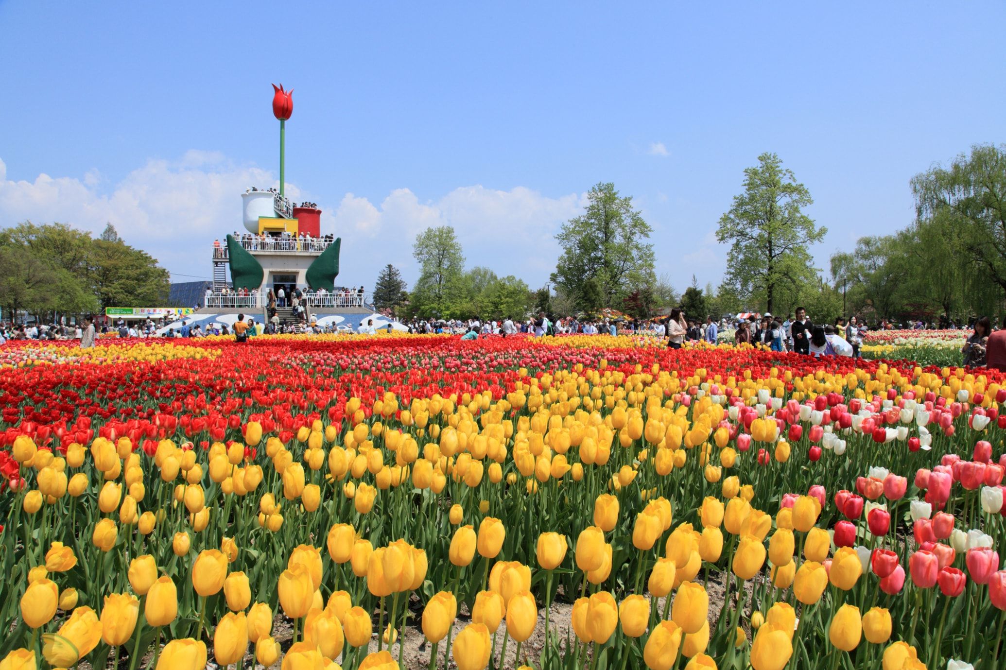 Gday Japan Alpine Route + Shibazakura & Tonami Tulip Festival ...